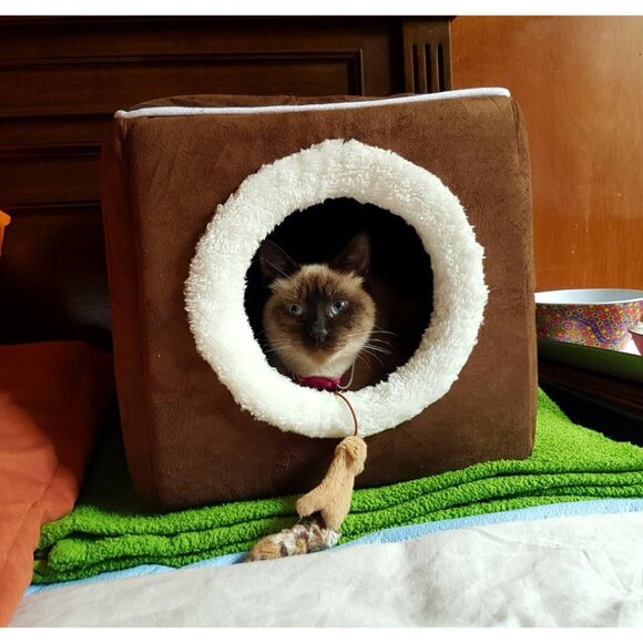 Cat | New Cat House Indoor Bed With Removable Foam Cushion Cat Cave For ...
